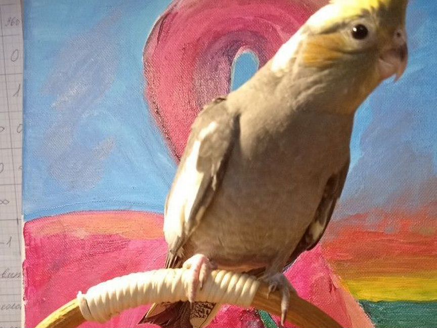 Ручной птенец кореллы