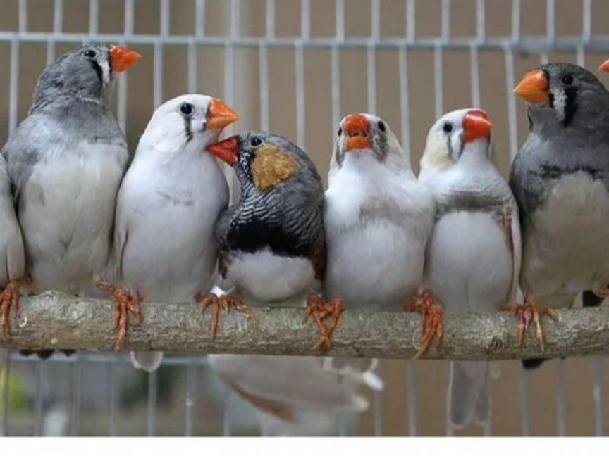 Зебровые амадины