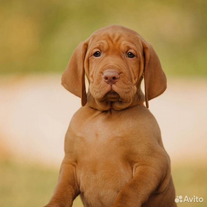 Венгерская выжла перспективный кобель