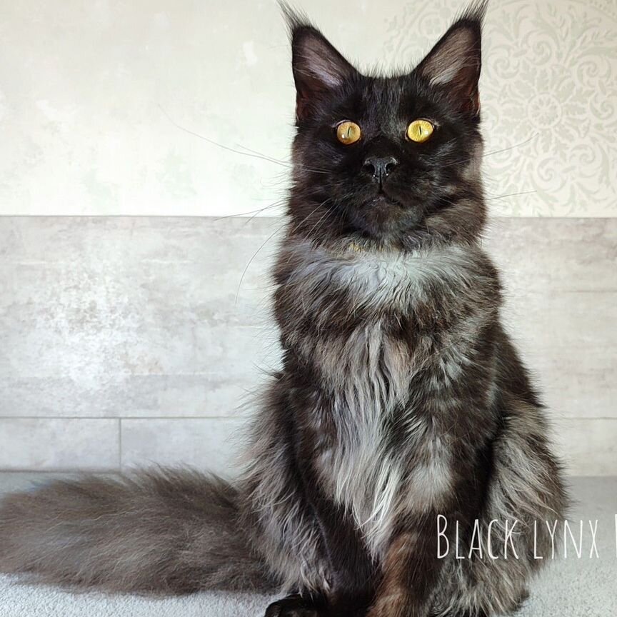 Мейн-кун котёнок