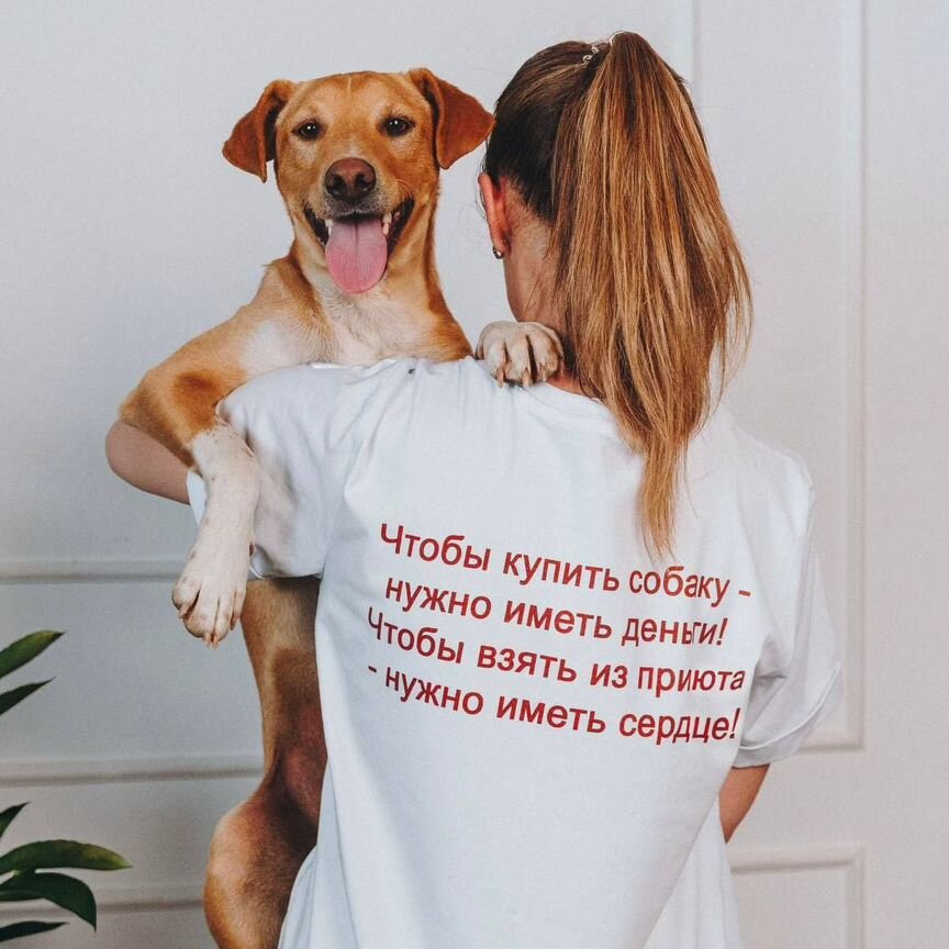 Взрослый пёс в добрые руки