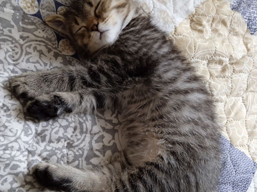 Кот