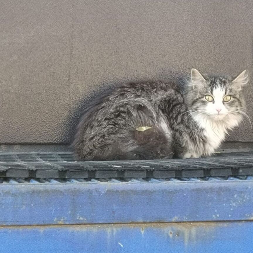 Котенок