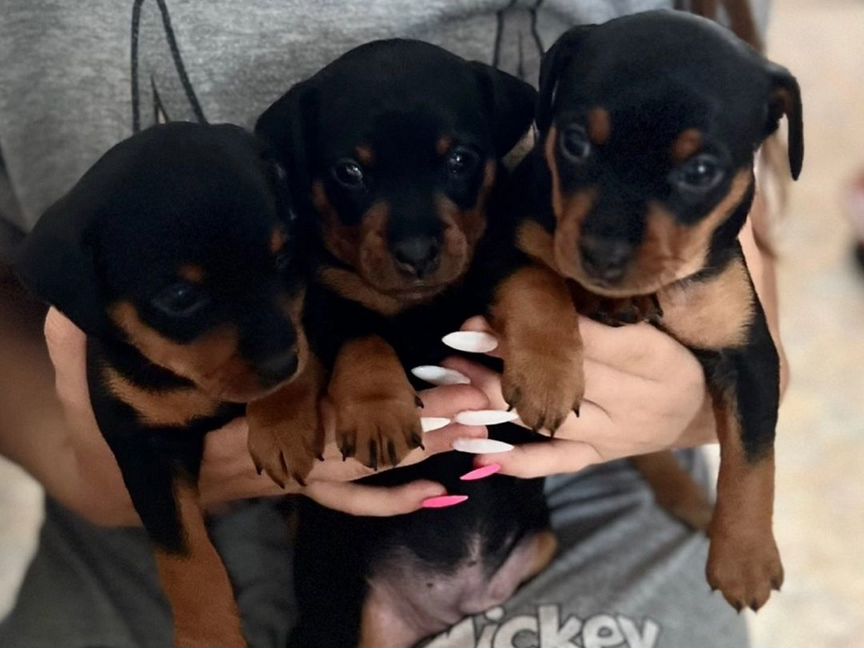 Щенки цвергпинчера