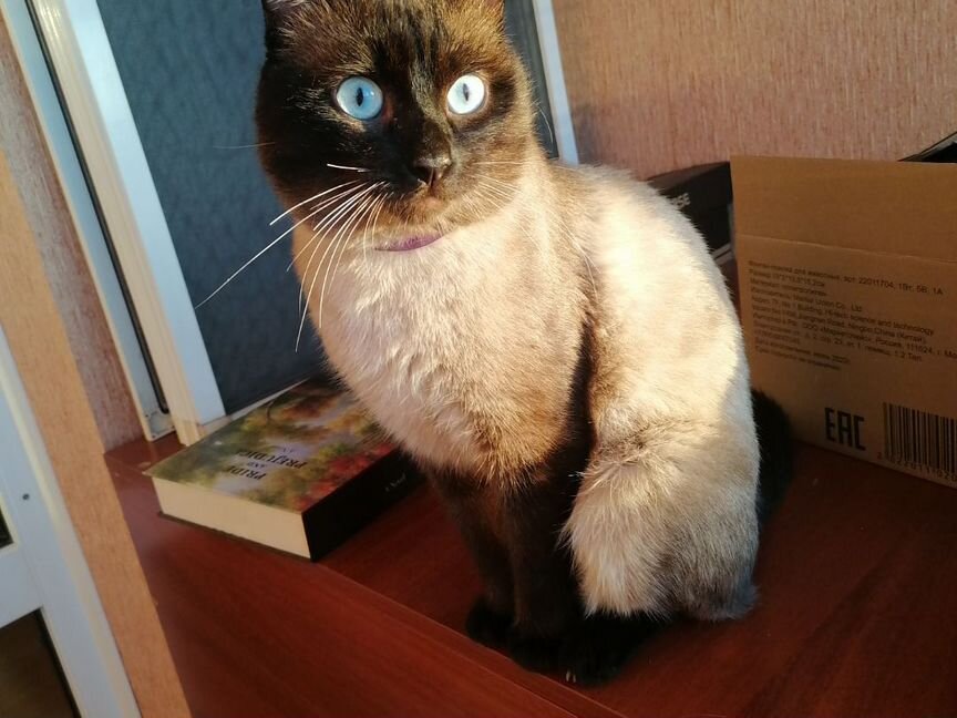 Тайский кот в добрые руки
