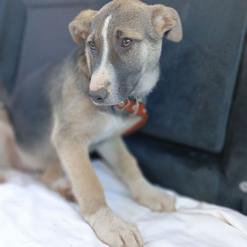 Щенок 5мес, в добрые руки