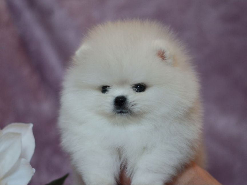 Померанский шпиц мини мальчик белый