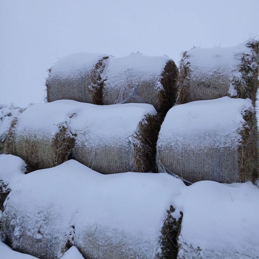 Солома ячменная в тюках