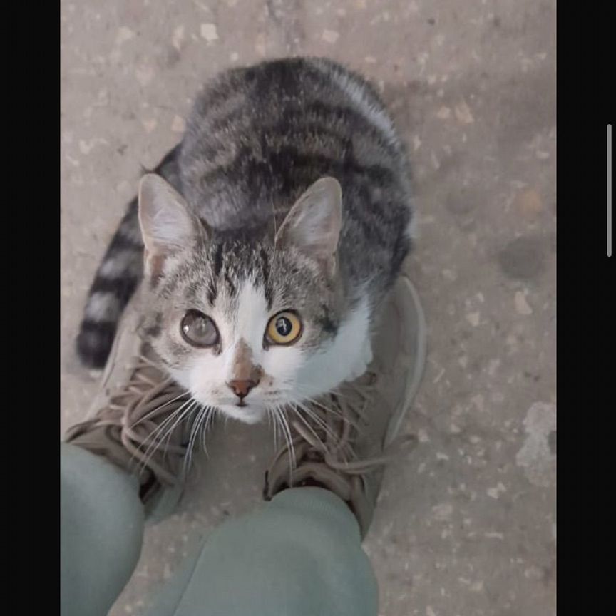 Котенок девочка в добрые руки