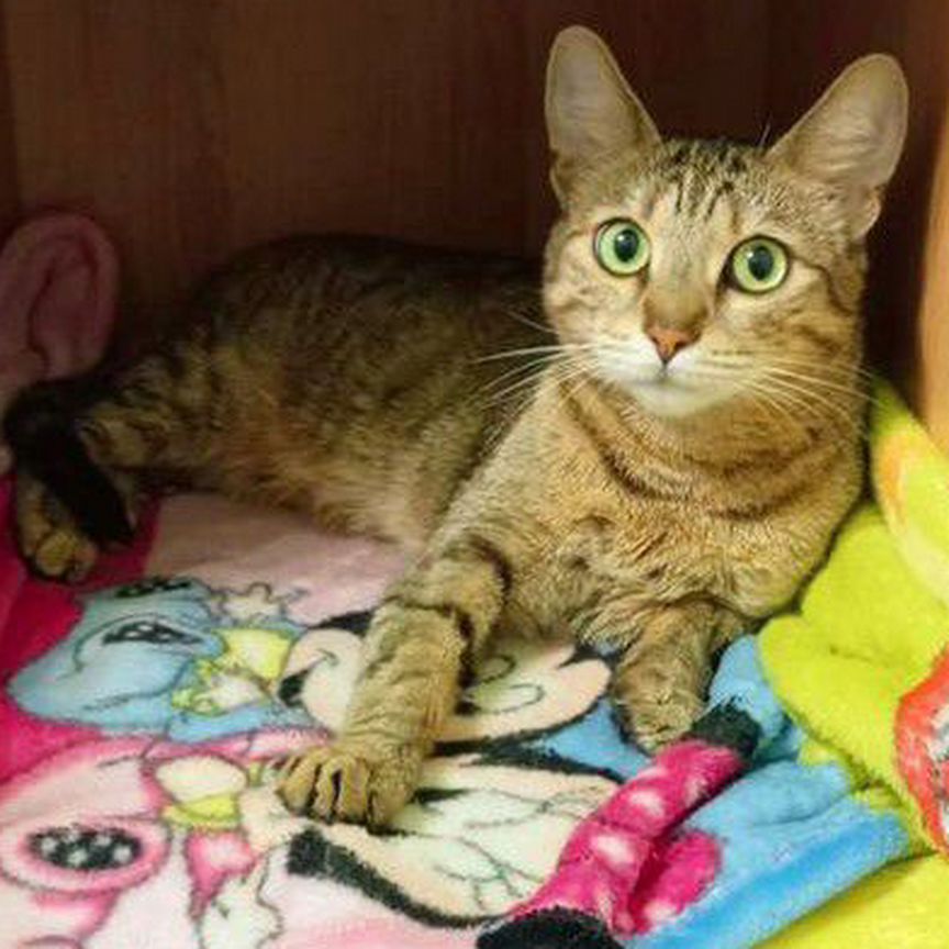 Вязка, помесь бенгал с дворнягой