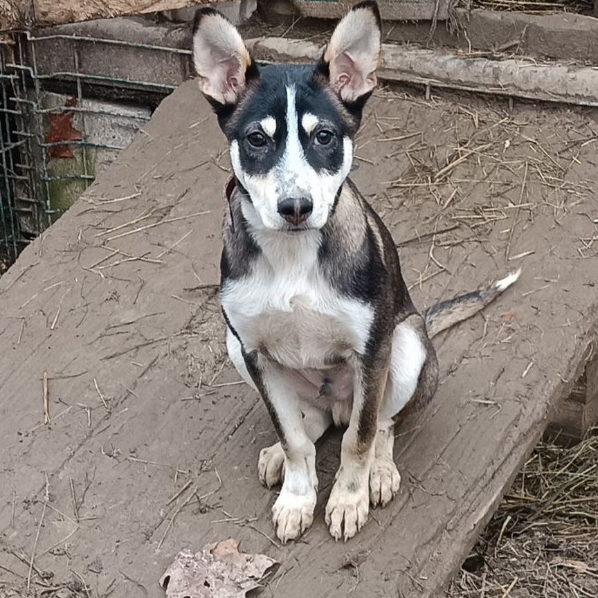 Щенок в добрые руки