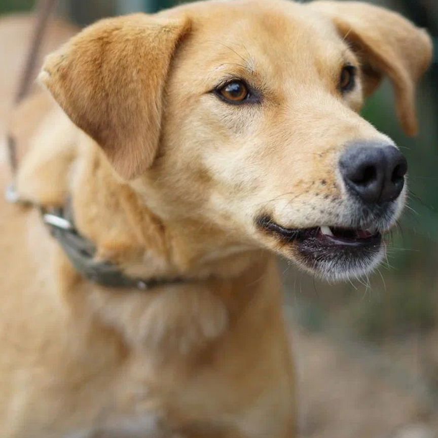 Собака мальчик бесплатно