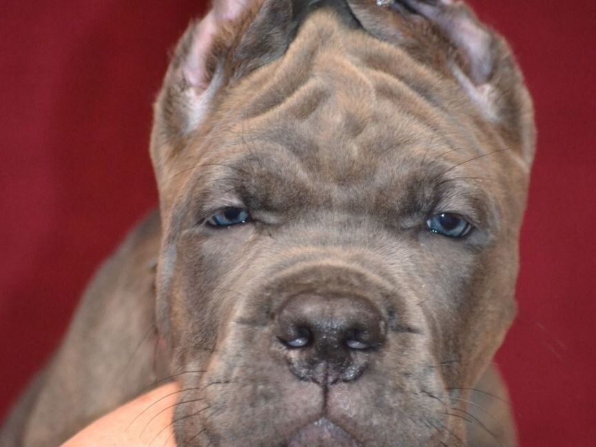 Кане Корсо серо-тигровый парень