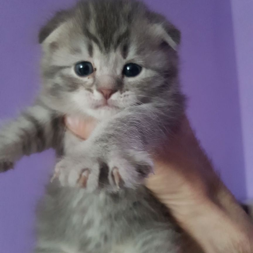 Котята бобтейл