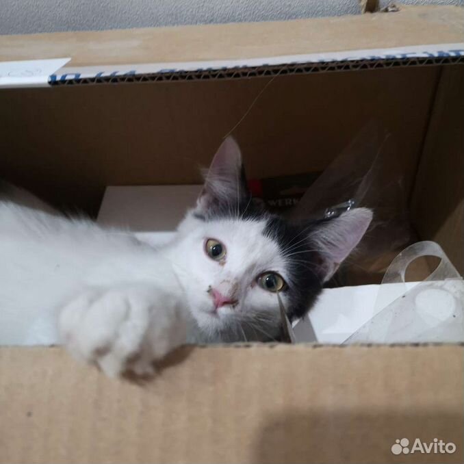 Котенок в частный дом, квартиру