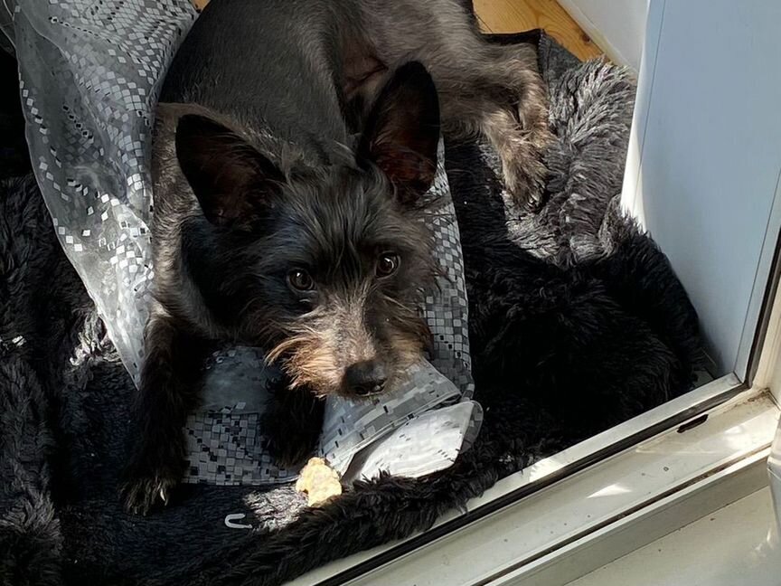 Отдам собаку в добрые руки