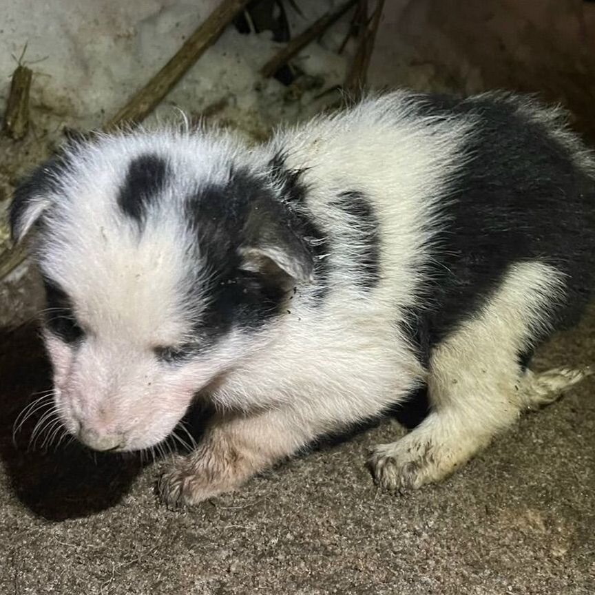 Щенок в добрые руки