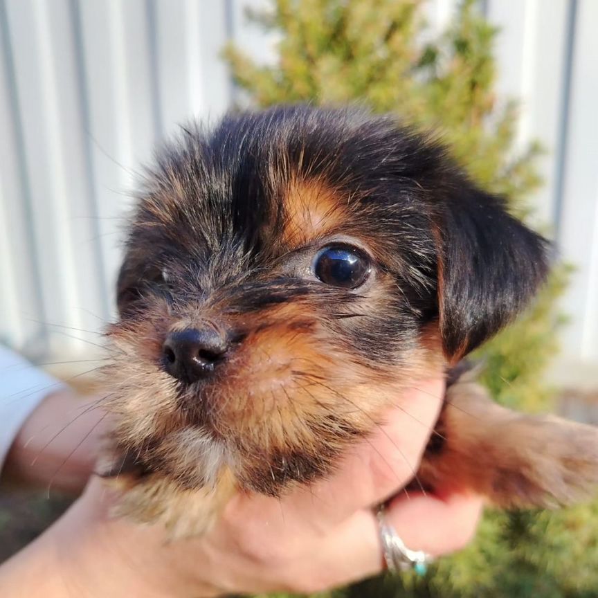 Йоркширский терьер щенки