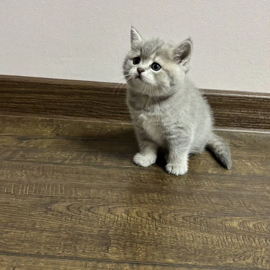 Шотландский котенок