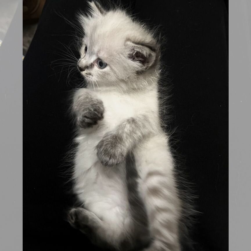 Тайский котёнок 1 месяц