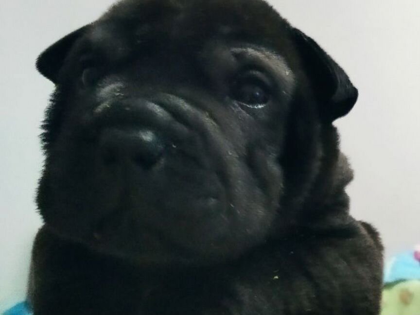 Щенок шарпея, мальчик голуболиловогенный