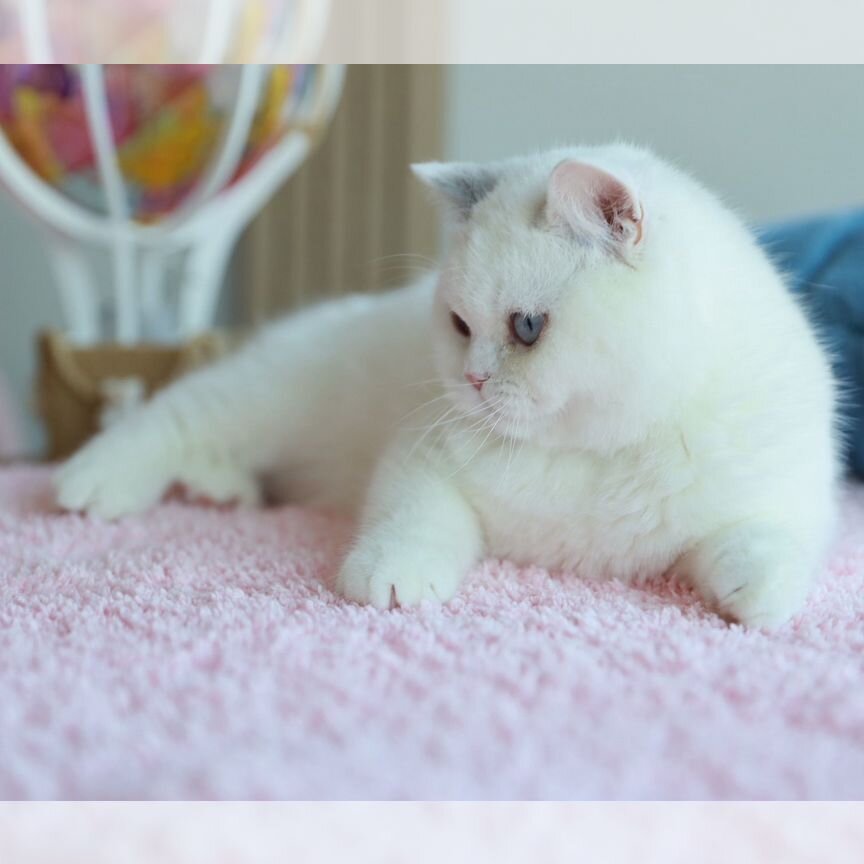 Британский короткошёрстный котёнок
