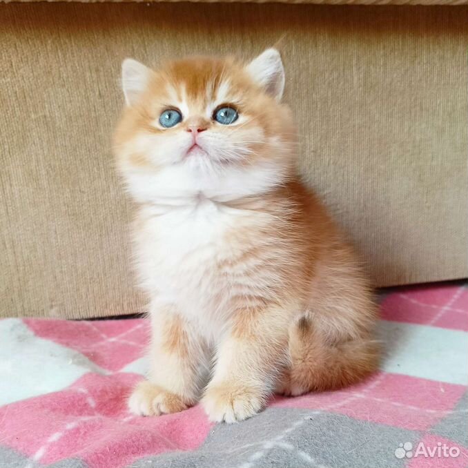 Британская плюшечка by12 в разведение