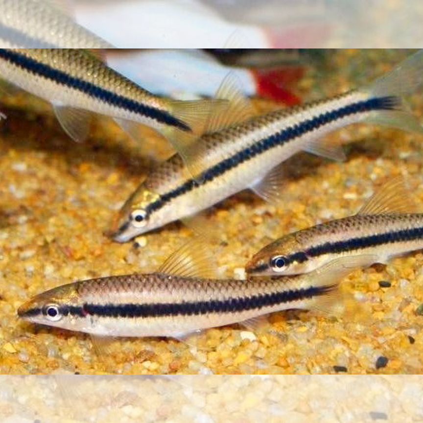 Сиамский водорослеед