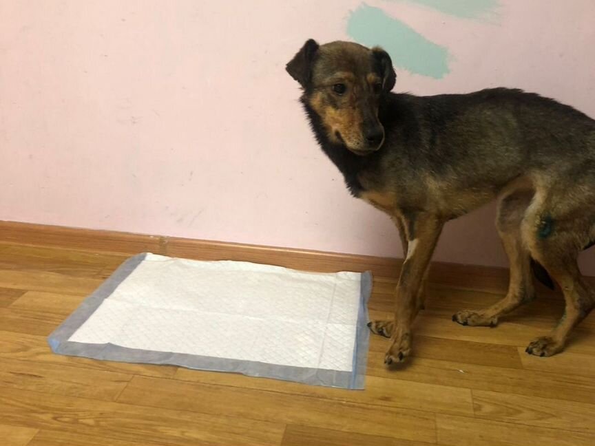 Для небольшой собачки очень нужна передержка/дом