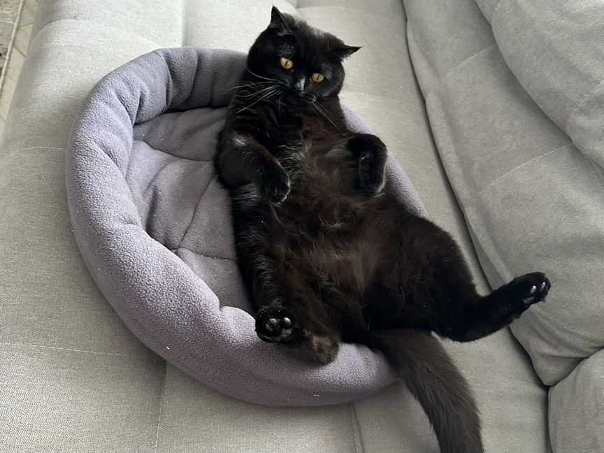 Отдам кошку британку в добрые руки