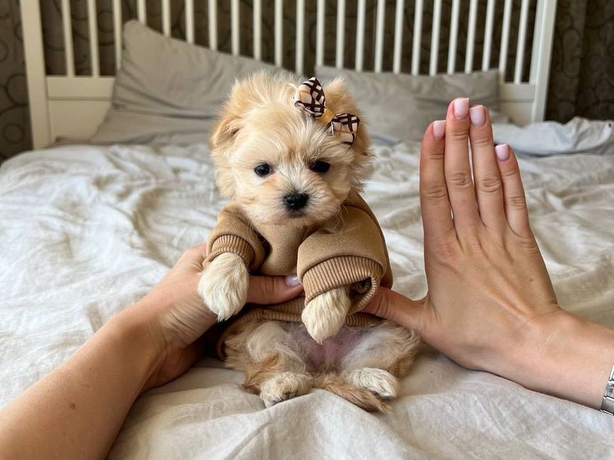 Мальтипу F1 микро девочка