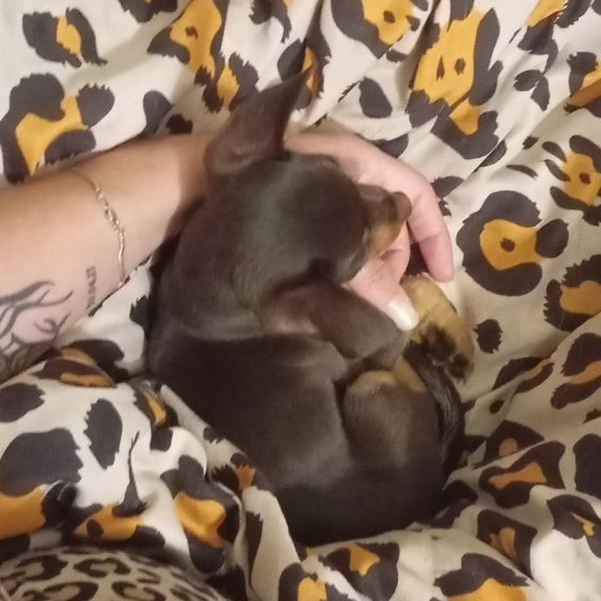 Русский той-терьер, щенок