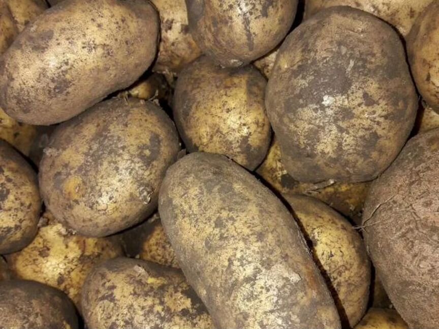 Продам картофель на корм скоту