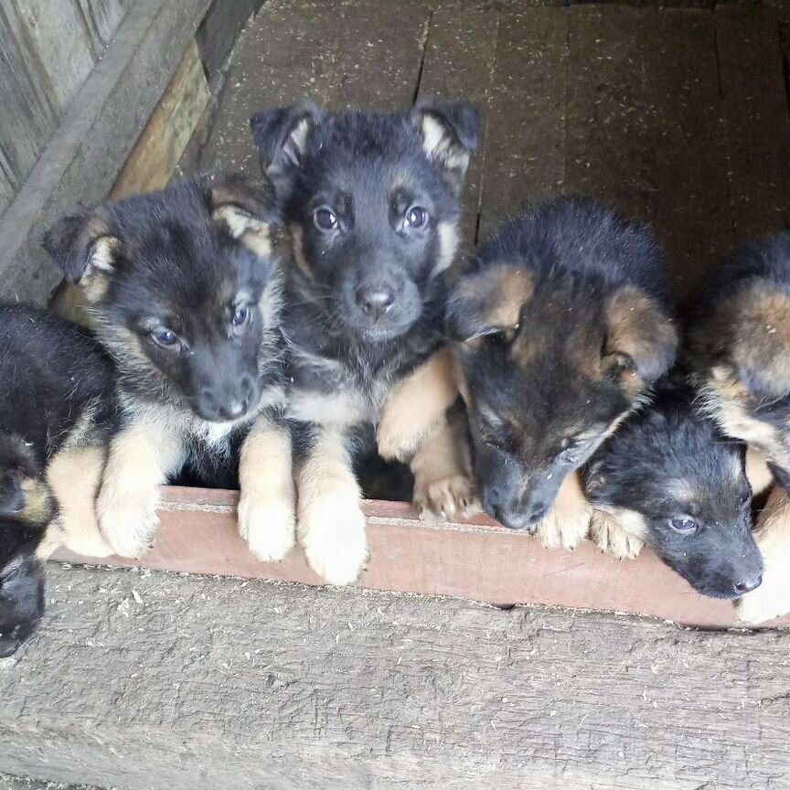 Немецкая овчарка, щенок