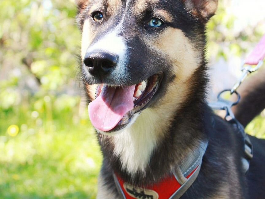 Щенок метис хаски