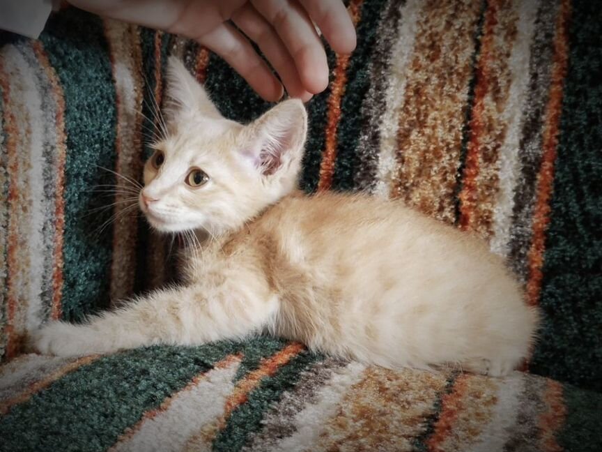 Рыжий котенок в добрые руки