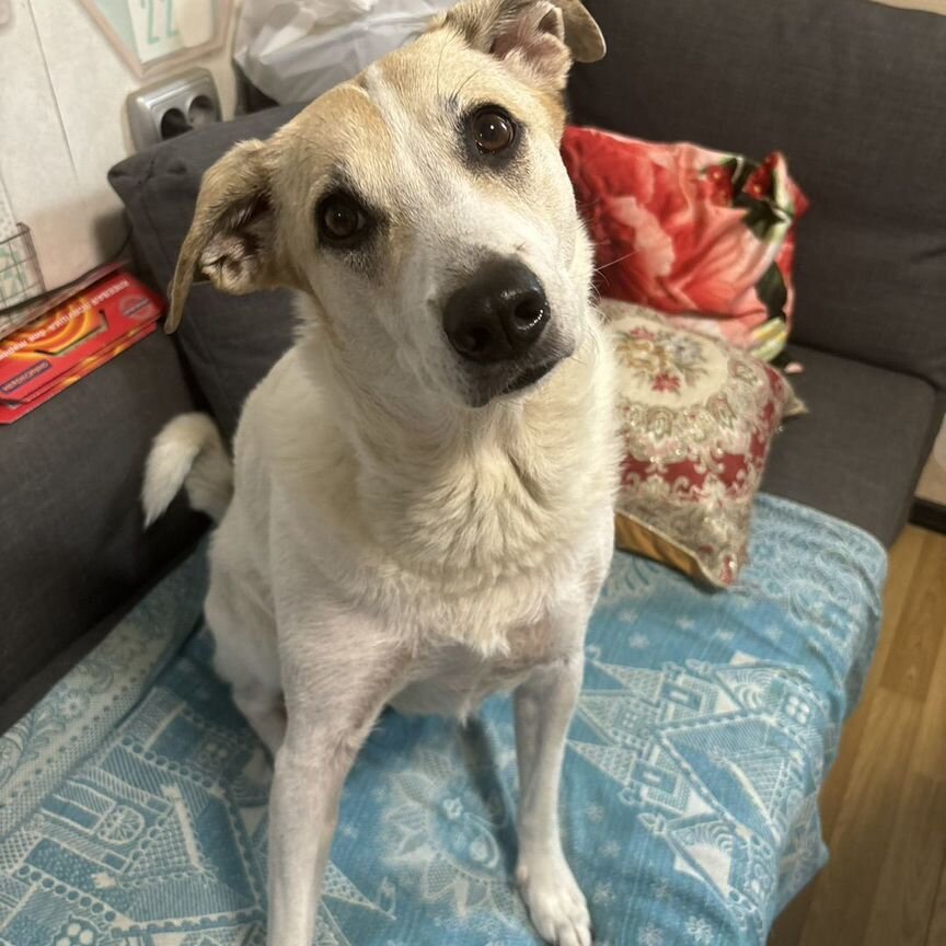 Отдам девочку в хорошие руки