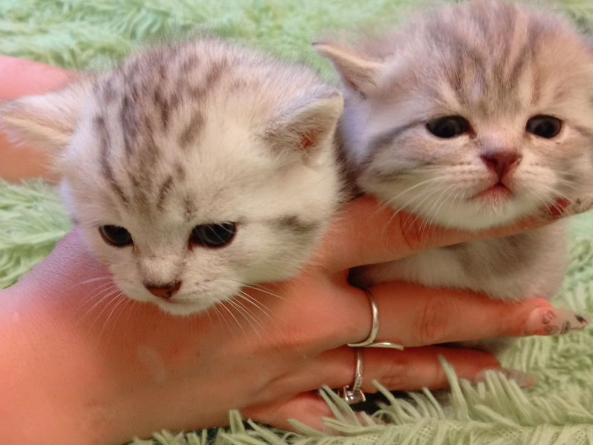 Шатландская серебристая шиншилла