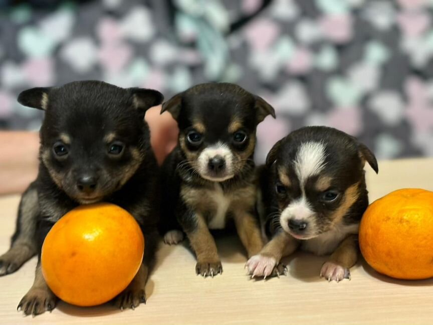 Щенки тойчики