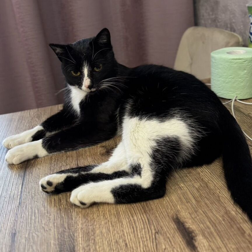 Взрослый кот в добрые руки