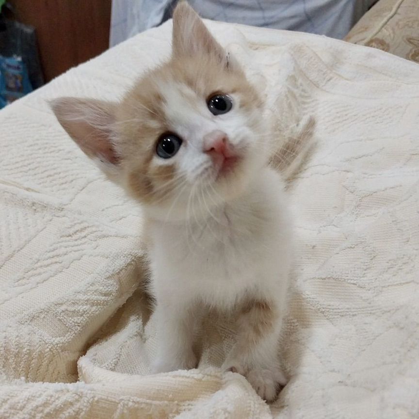 Плюшевая и Рыженькая в семью