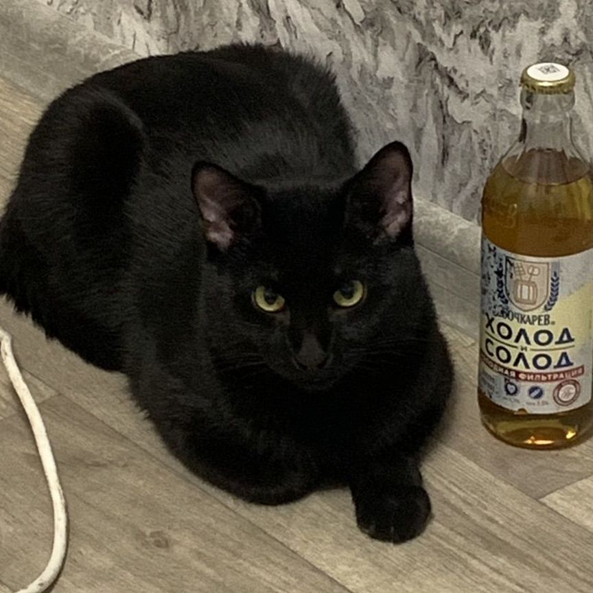 Отдам кота