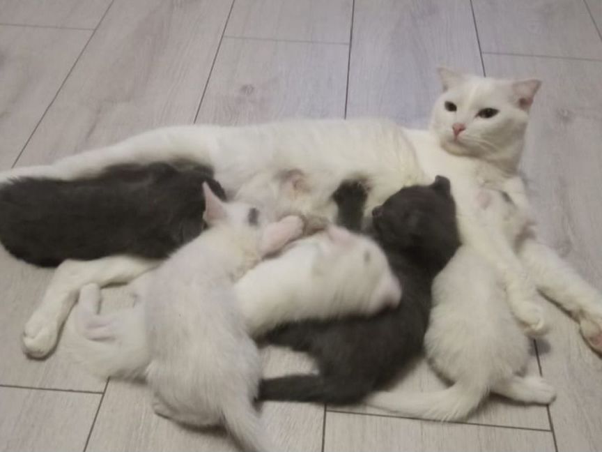 Котята