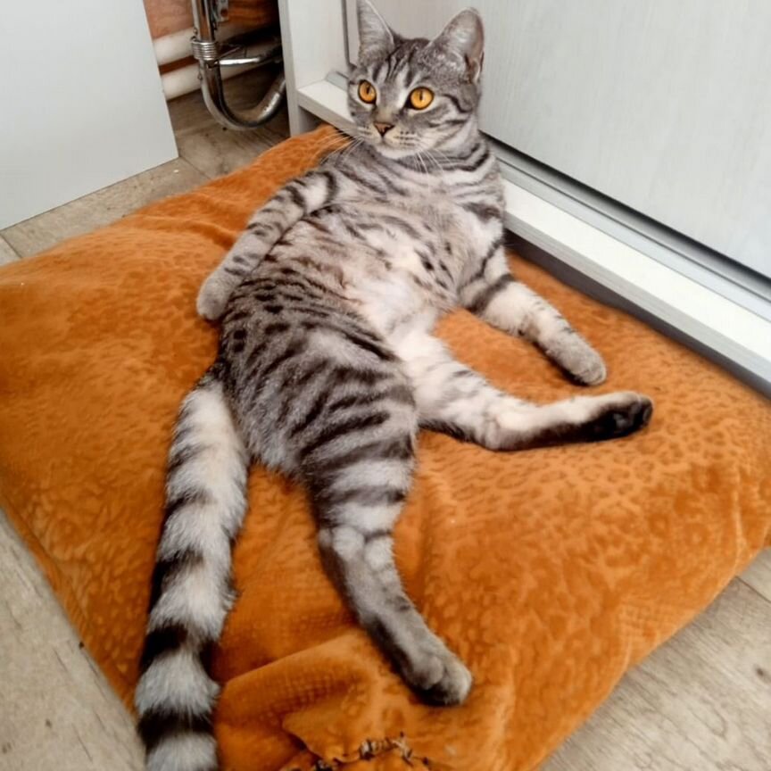 Кошки в добрые руки шотладские прямоухие