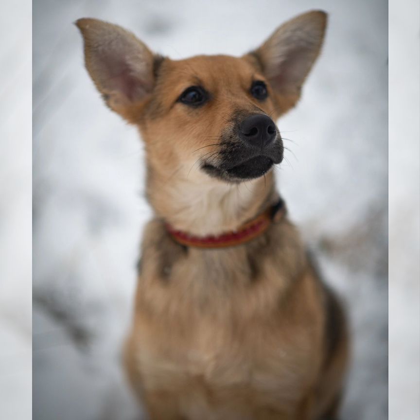 Тая в добрые руки