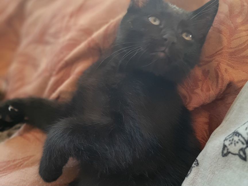 Кошечка Пума 2.5 мес