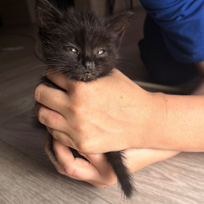 Котёнок в добрые руки