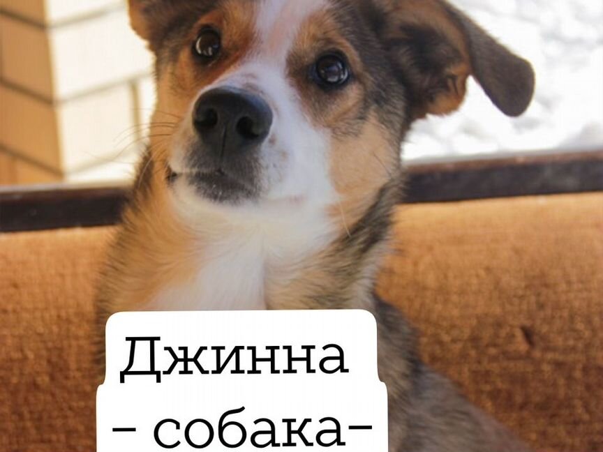 Джинна - собака - пружина