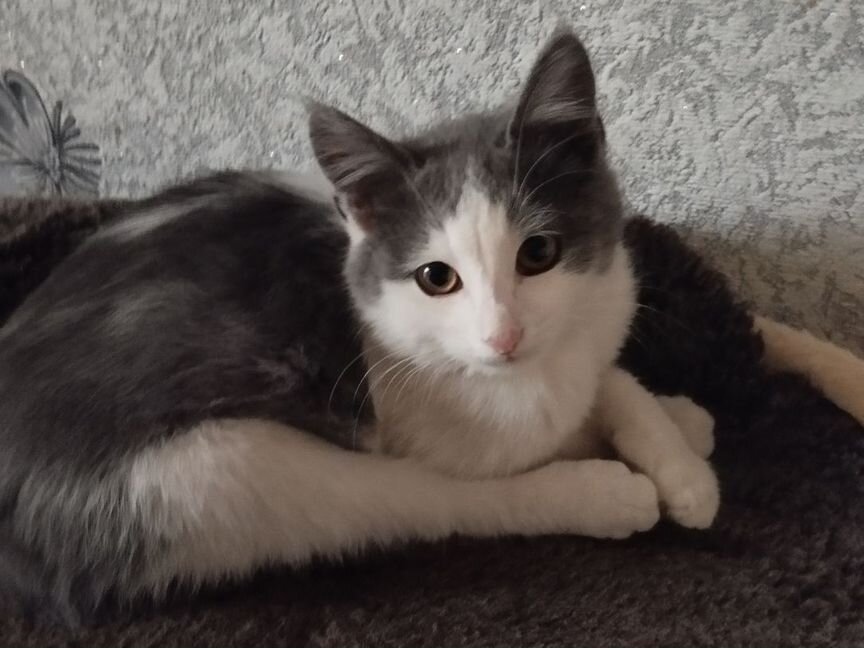 Кошки в добрые руки