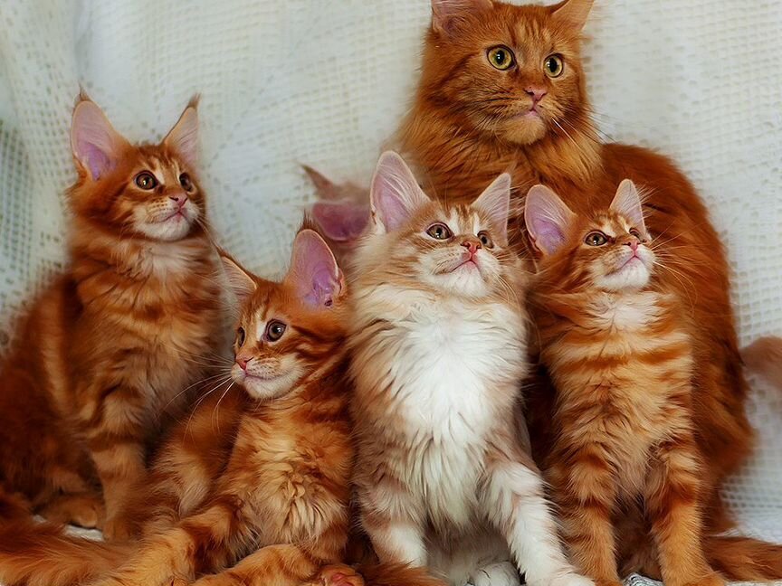 Девочка Мейн-Кун эффектное серебро